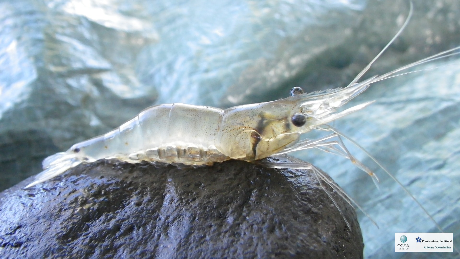 Etang du Gol – Pôle-relais Zones Humides Tropicales
