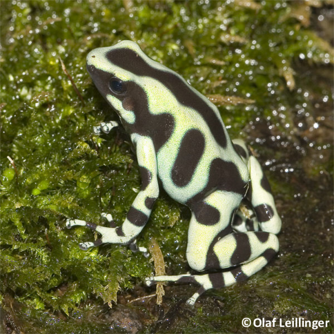 dendrobatidae – Pôle-relais Zones Humides Tropicales