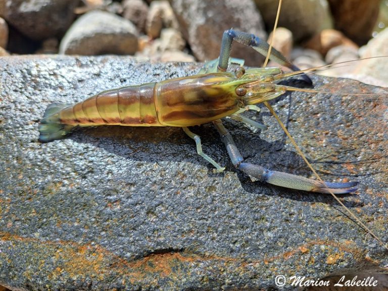 Connaissances : les poissons et crustacés d’eau douce de Guadeloupe ...
